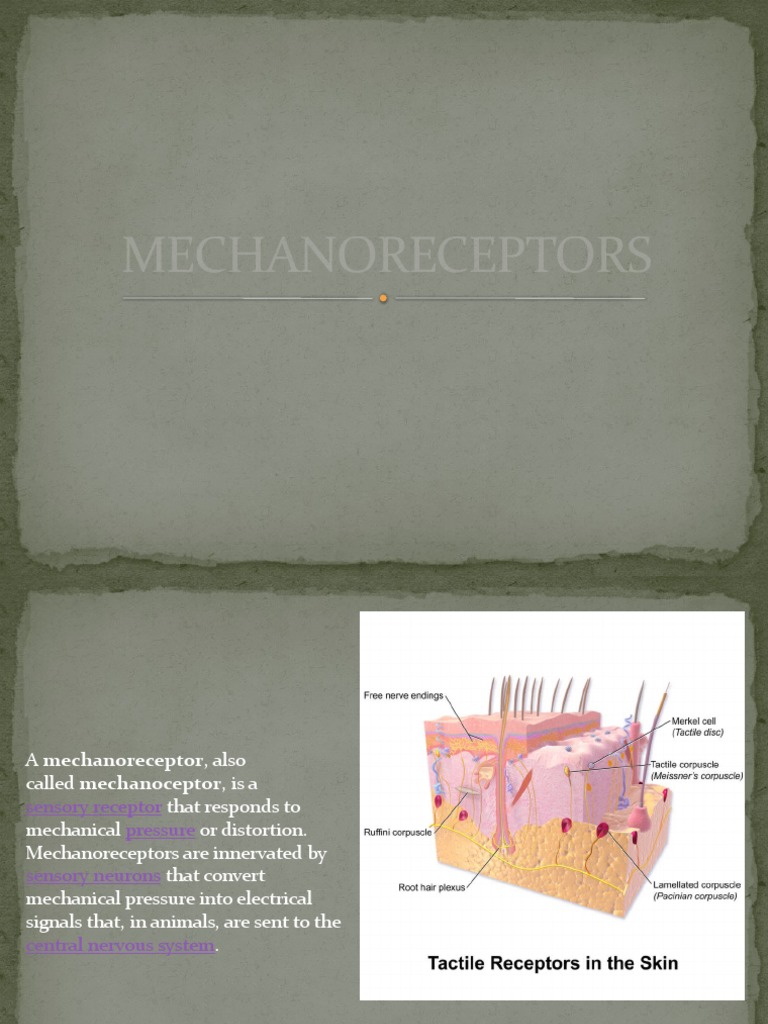 Mechano Receptors | PDF