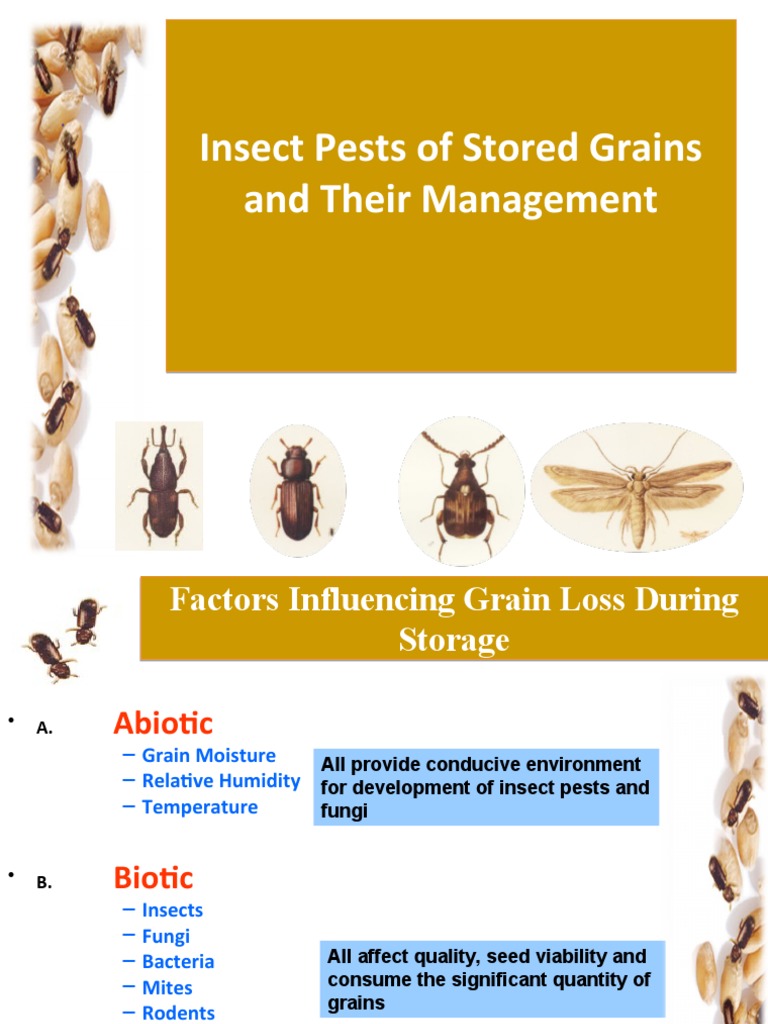 Insect Pests of Stored Grains Management | PDF | Beetle | Insects