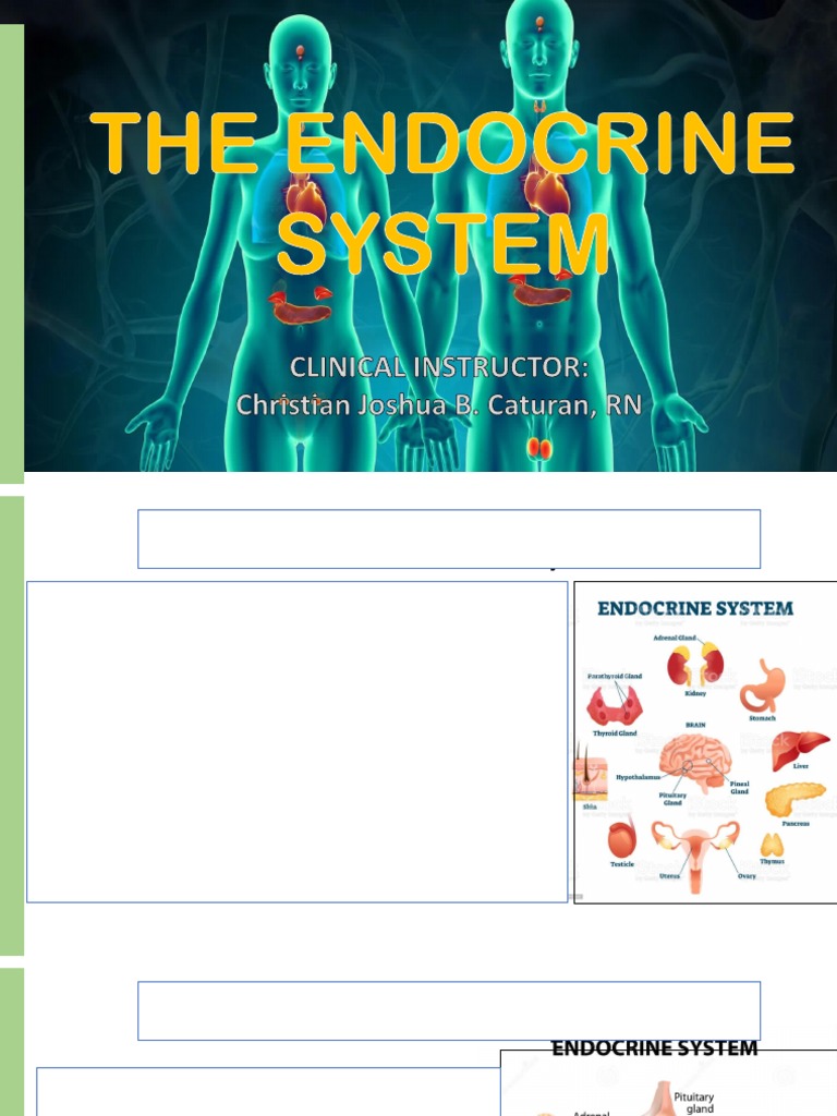 The Endocrine System | PDF | Adrenal Gland | Endocrine System