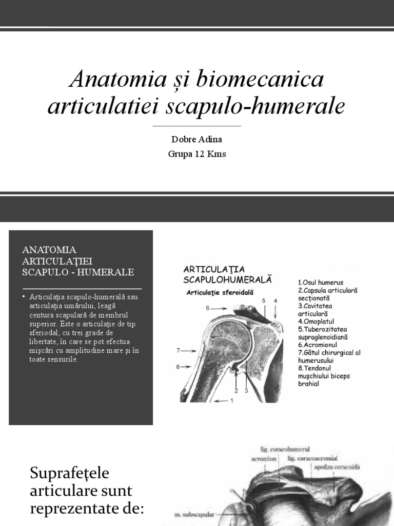 A+b Art. Scapulo-Humerala | PDF