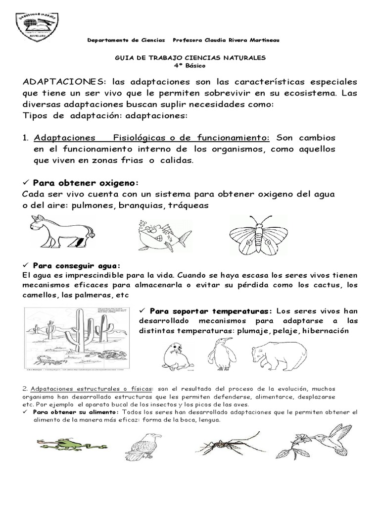 Para 4° Adaptaciones | PDF | Reproducción | Adaptación