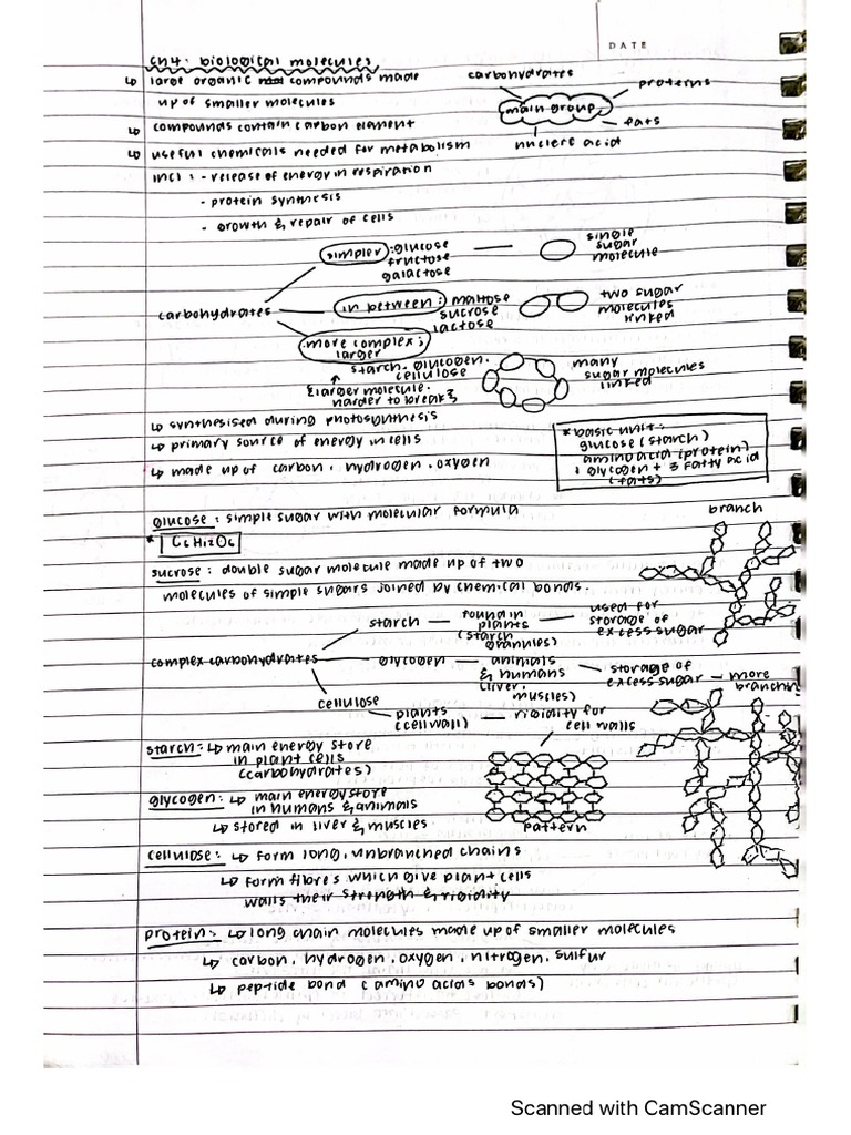 IGCSE 0610 Biology Notes Chapter 4 | PDF