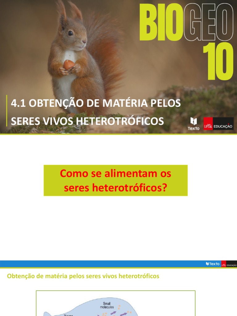 Nutrição em Seres Heterotróficos | PDF | Digestão | Trato gastrointestinal