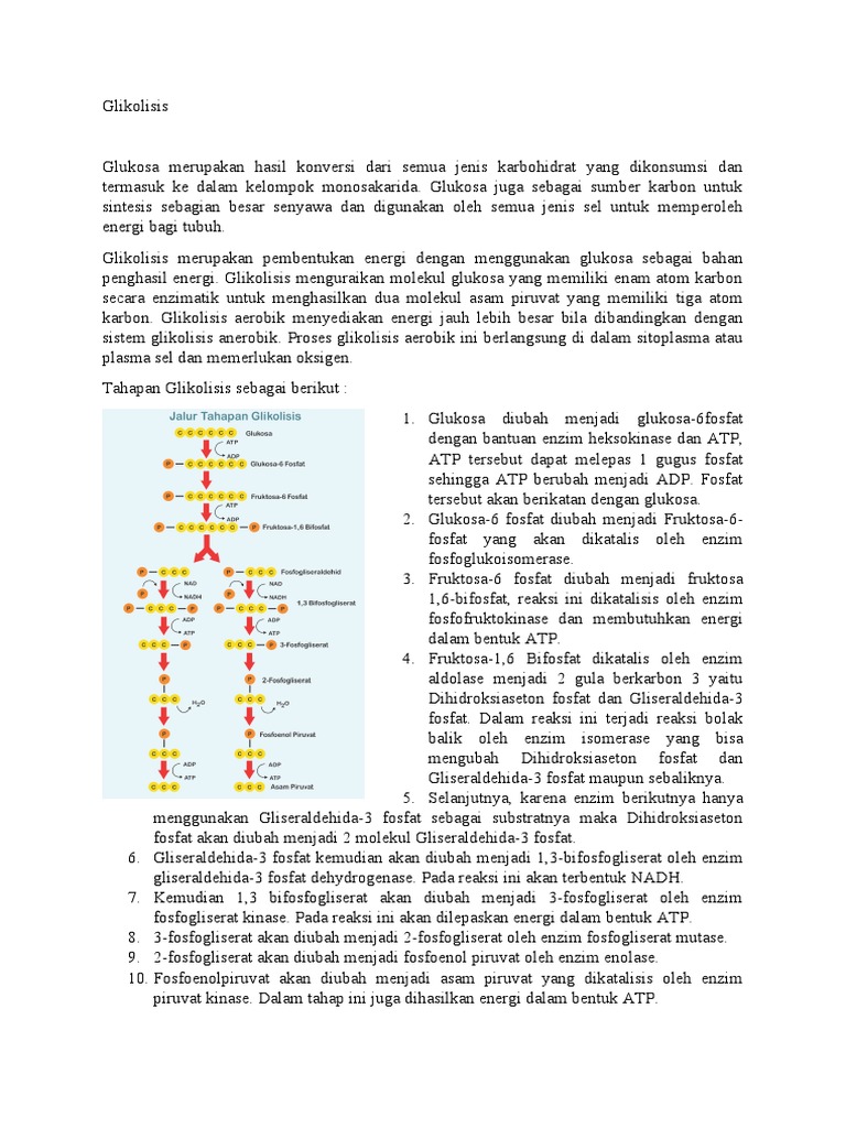 Glikolisis: Proses & Energi ATP | PDF