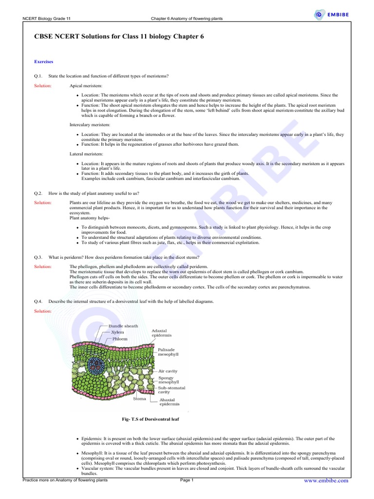 Anatomy of Flowering Plants | PDF | Plant Stem | Tissue (Biology)