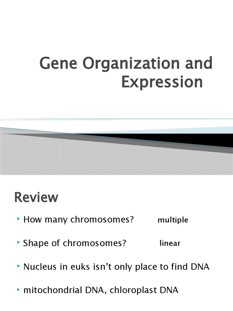 Ch18 Gene Expression PPT Notes | PDF | Operon | Gene