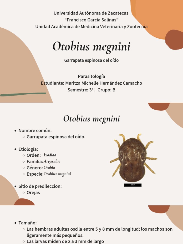 Otobius Megnini. Parasitologia. | PDF