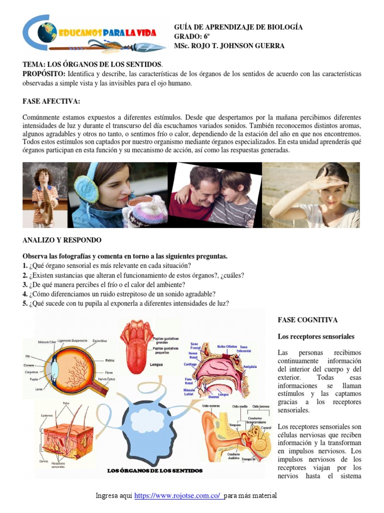Órganos de los Sentidos: Guía 6º grado | PDF | Gusto | Percepción visual