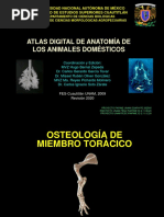 Anatomía del húmero en perros | PDF | Codo | Sistema esquelético