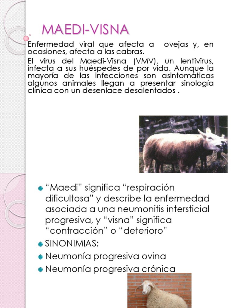 Maedi Visna | PDF | Neumonía | Oveja