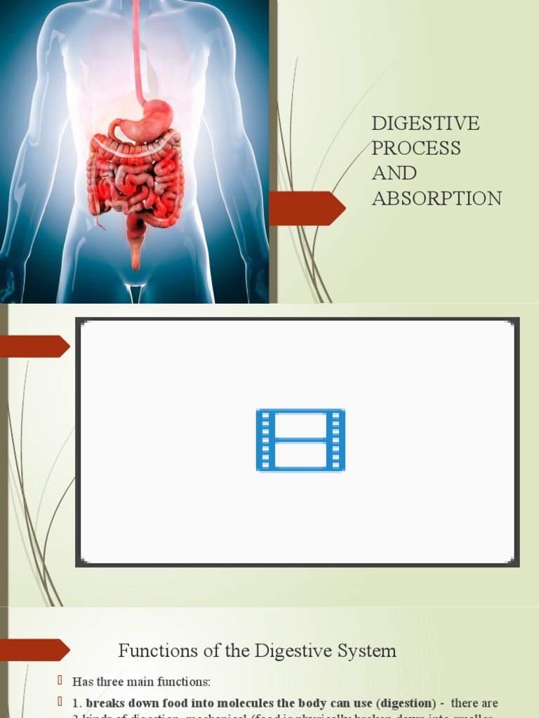 Digestive Process and Absorption | PDF | Digestion | Stomach