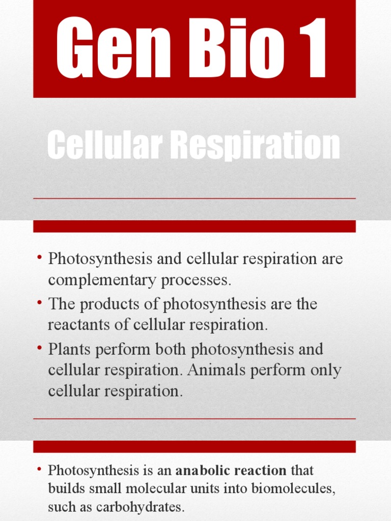 Cellular Respiration | PDF | Cellular Respiration | Glycolysis