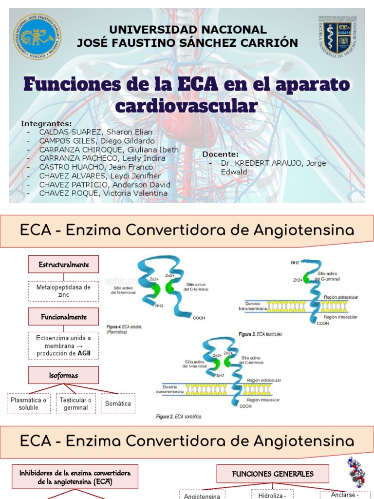 SEMINARIO - Funciones de La ECA en El Aparato Cardiovascular | PDF ...