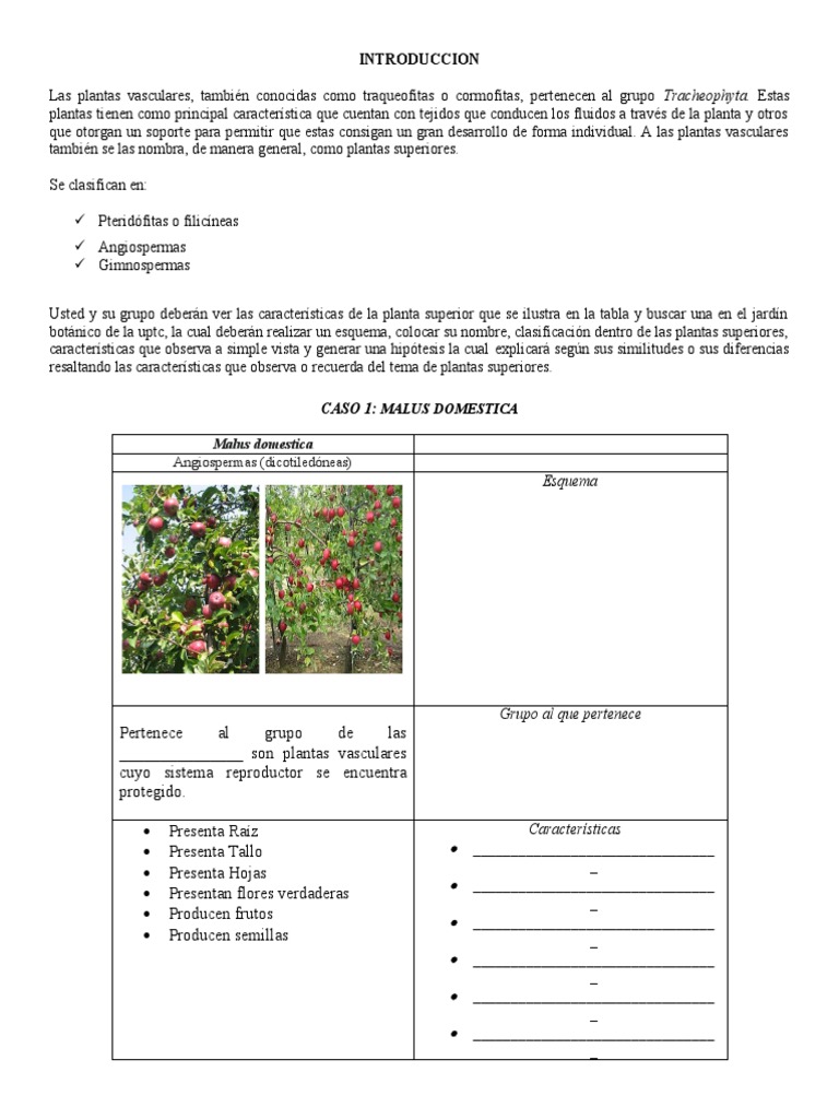 Características de Plantas Superiores | PDF | Plantas | Botánica