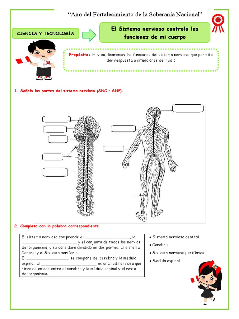 Act - Viernes-Cyt - El Sistema Nervioso | PDF | Sistema nervioso | Cerebro
