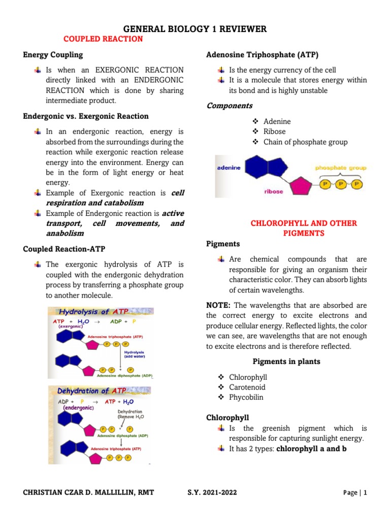 Gen Bio 1 Reviewer | PDF | Cellular Respiration | Photosynthesis