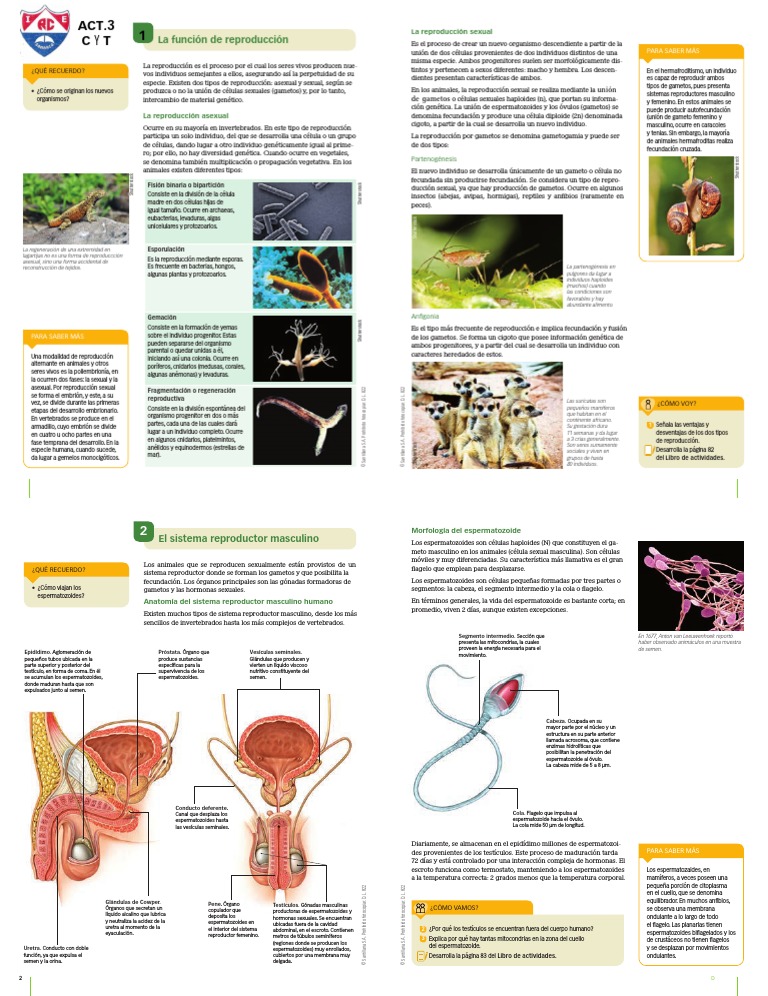 La Función de Reproducción - Actividad 3 Eda 4 | PDF | Sexo | Reproducción