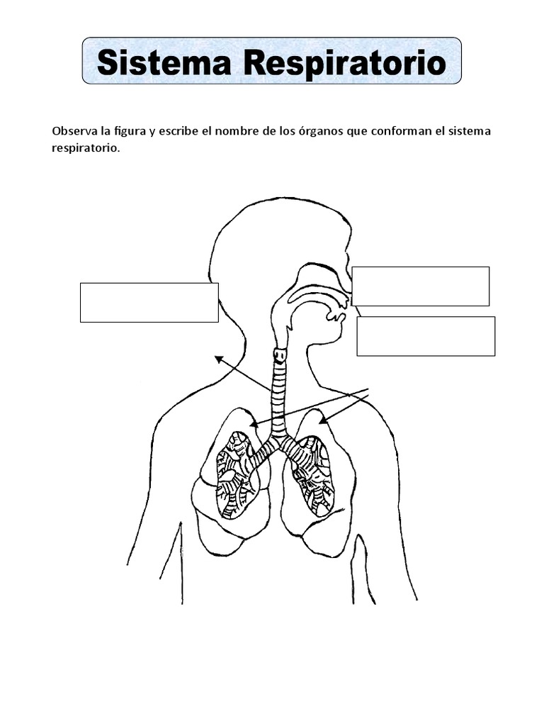 Ficha de Sistema Respiratorio para Primaria | PDF