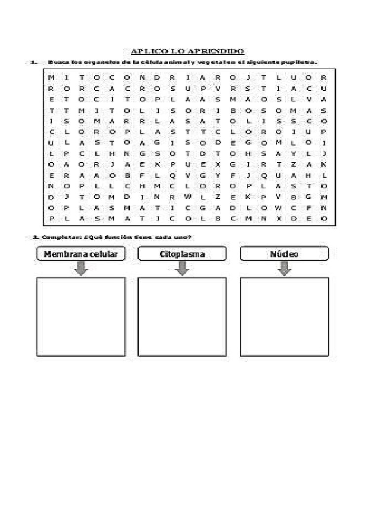 Sopa de Letras de Organelos Celulares | PDF