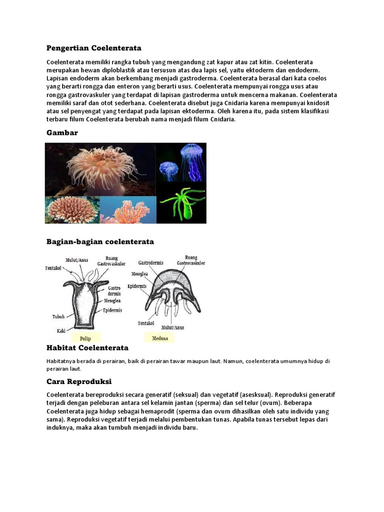Biologi (Coelenterata) RSHFX | PDF | Sains & Matematika