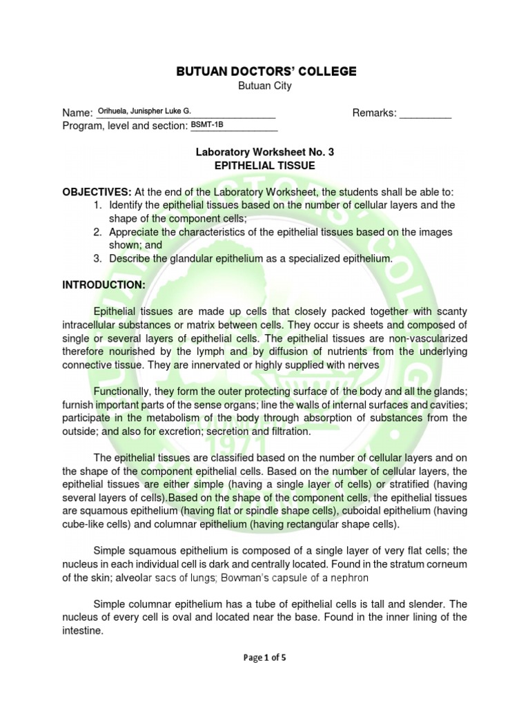 Epithelial Tissue Lab Worksheet | PDF | Epithelium | Glands