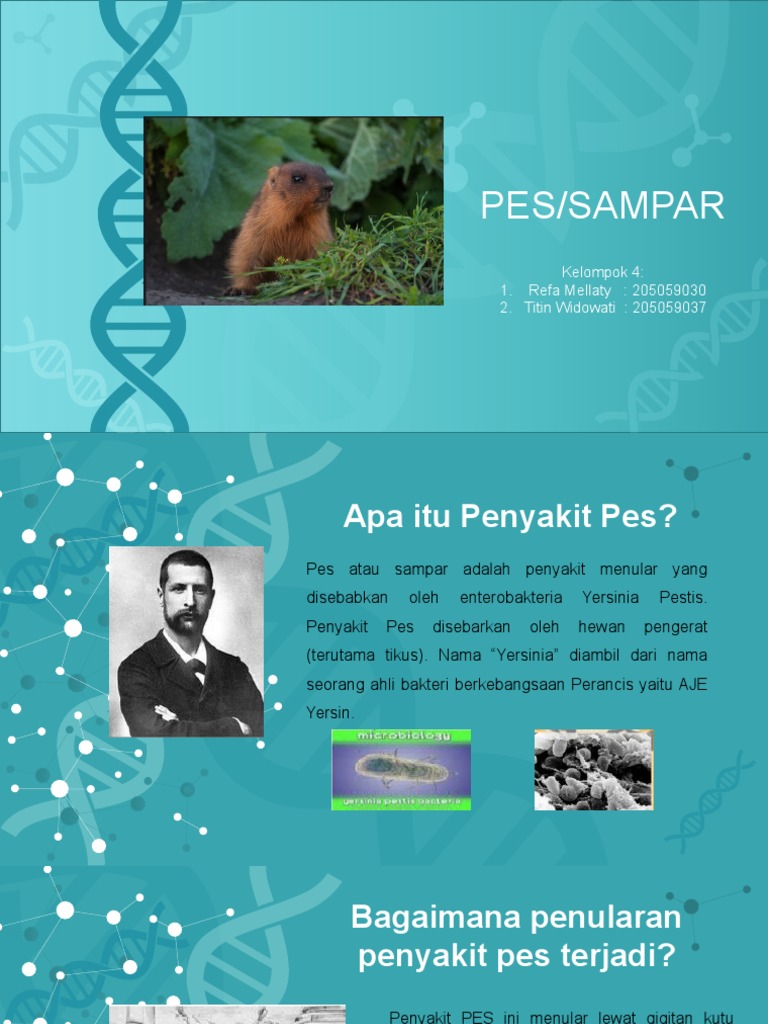 DETEKSI DAN DIAGNOSA PENYAKIT PES | PDF