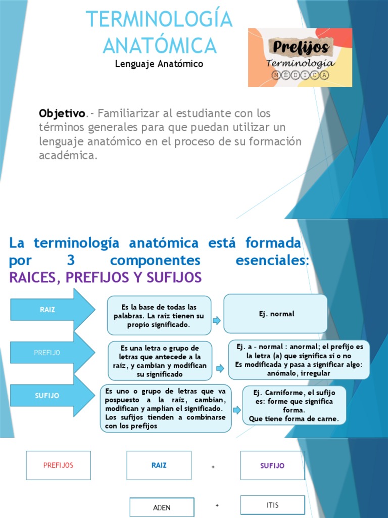 Terminología Anatómica | PDF