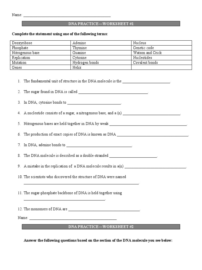 DNA and RNA Worksheets | PDF | Translation (Biology) | Rna