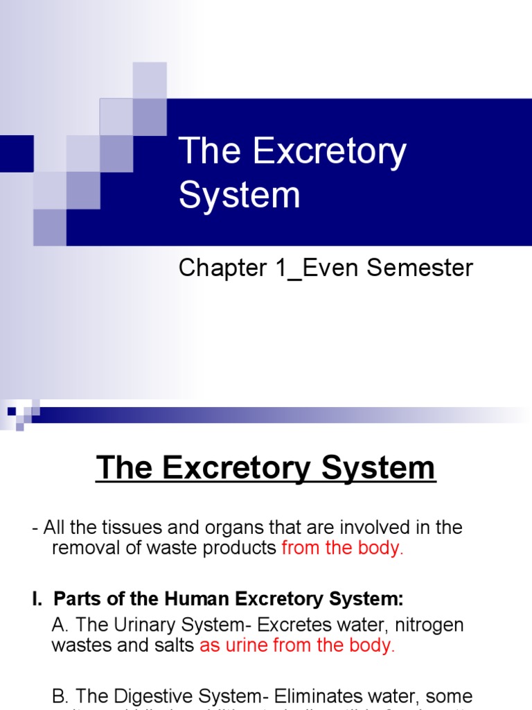 Excretory System Download Free Pdf Urine Excretion