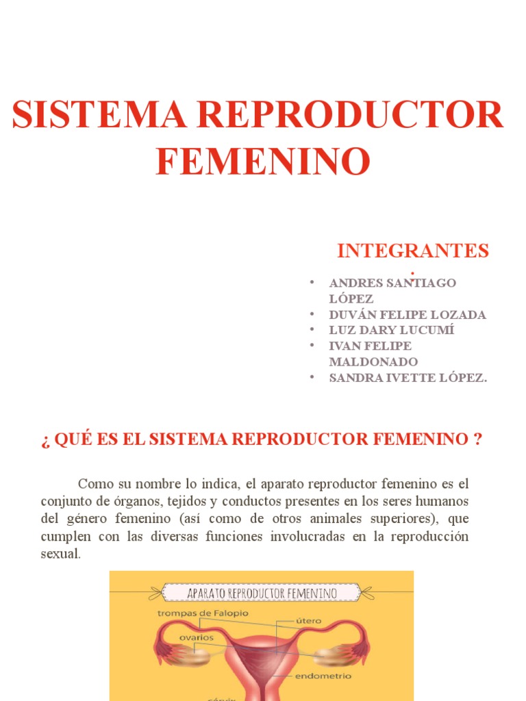 Sistema Rep Femenino | PDF | Vagina | Sistema reproductivo