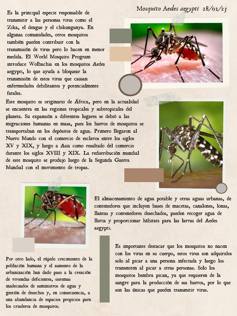 Aedes Aegypti | PDF | Mosquito | Microbiología