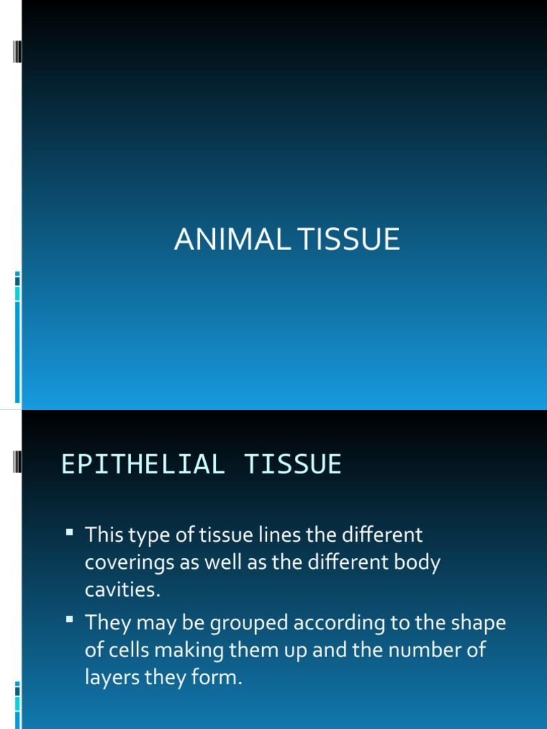 Animal Tissue Download Free Pdf Connective Tissue Epithelium