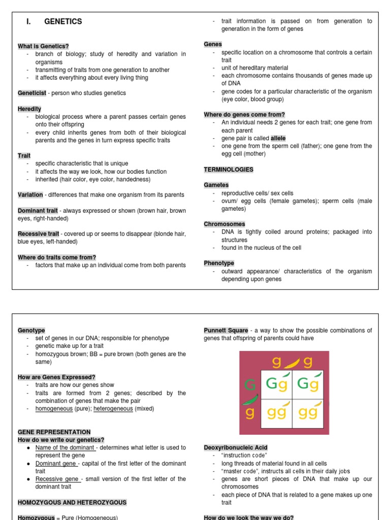 Genetics Outline | PDF | Rna | Translation (Biology)