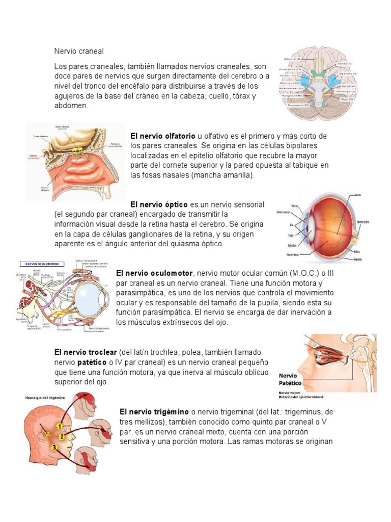 Anatomía y funciones de los nervios craneales | PDF | Nervio vago ...