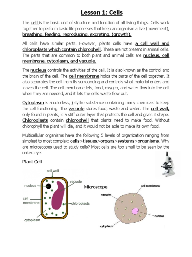 Plant and Animal Cell Worksheet | PDF | Cell (Biology) | Vacuole