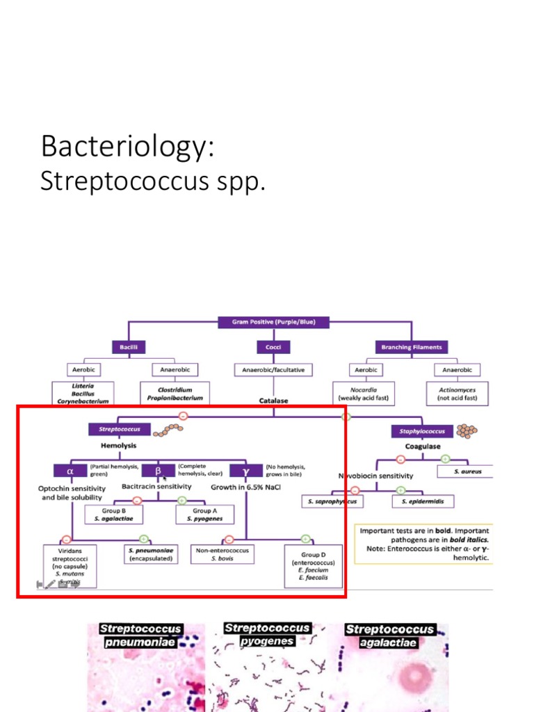 Classification, Virulence Factors, Diseases, and Treatment of Major ...