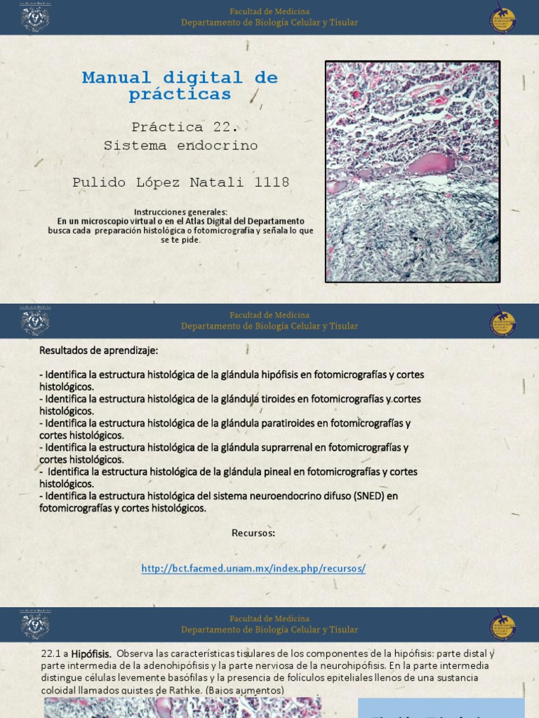 Practica 22. Sistema Endocrino | PDF | Glándula pituitaria | Páncreas
