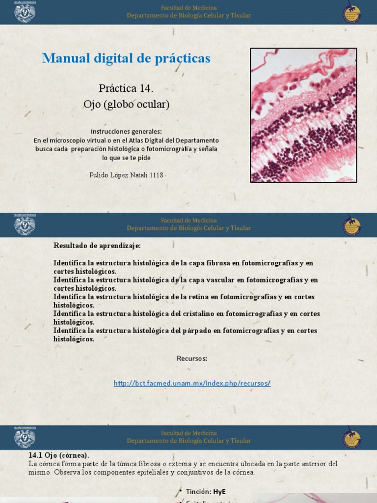 Practica 14. Ojo | PDF | Epitelio | Ojo humano