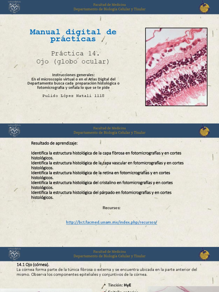 Practica 14. Ojo | PDF | Epitelio | Ojo humano