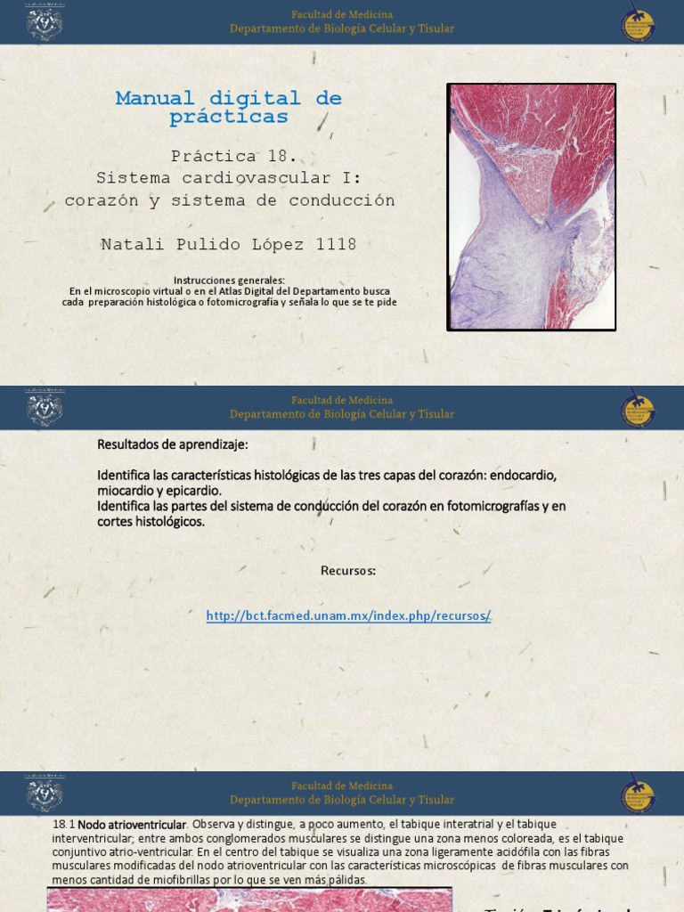 Practica 18. Sistema Cardiovascular I | PDF | Tejido conectivo | Corazón