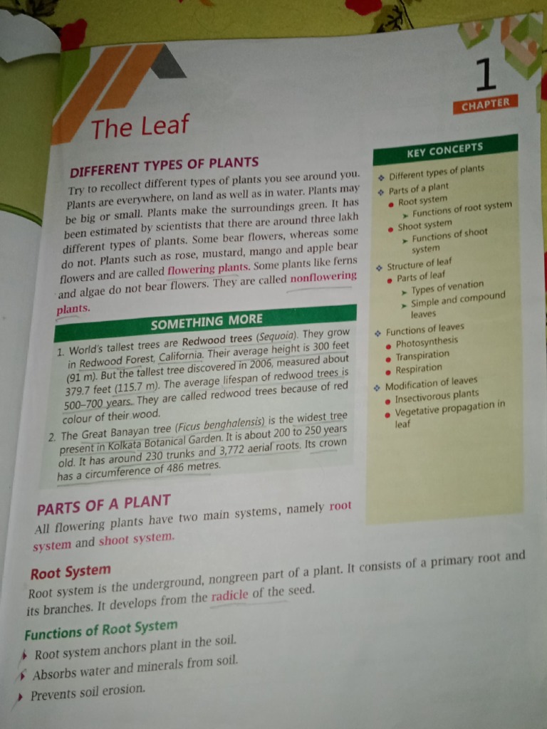 Biology - The Leaves | PDF | Leaf | Botany