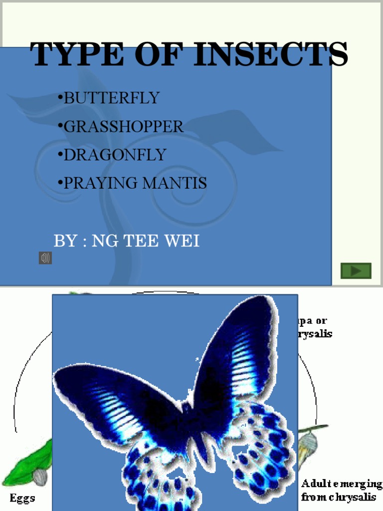 Insect Life Cycles & Features | PDF