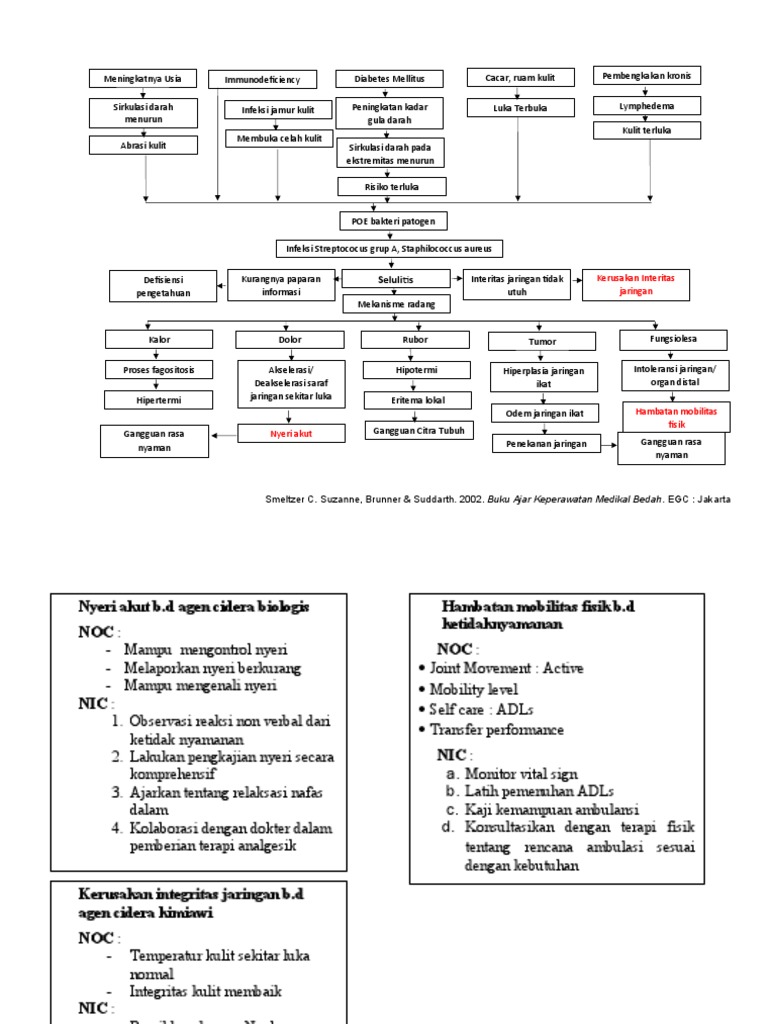 path way Selulitis | PDF