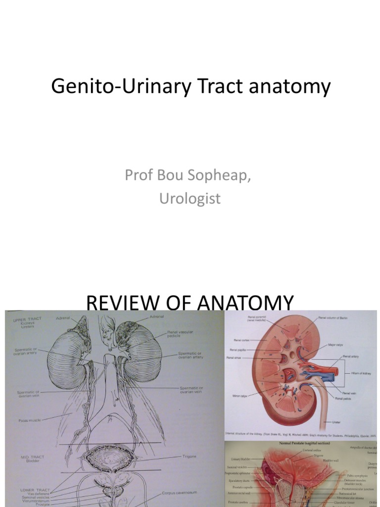 Urinary System Anatomy and Normal Physiology (2H) | PDF