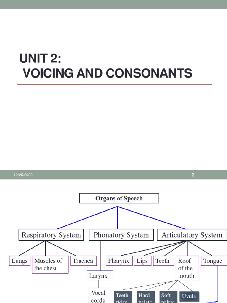 Understanding consonants and voicing | PDF | Larynx | Human Voice