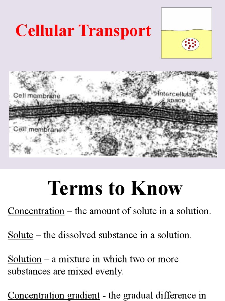Cell Transport Powerpoint | PDF | Cell Membrane | Osmosis