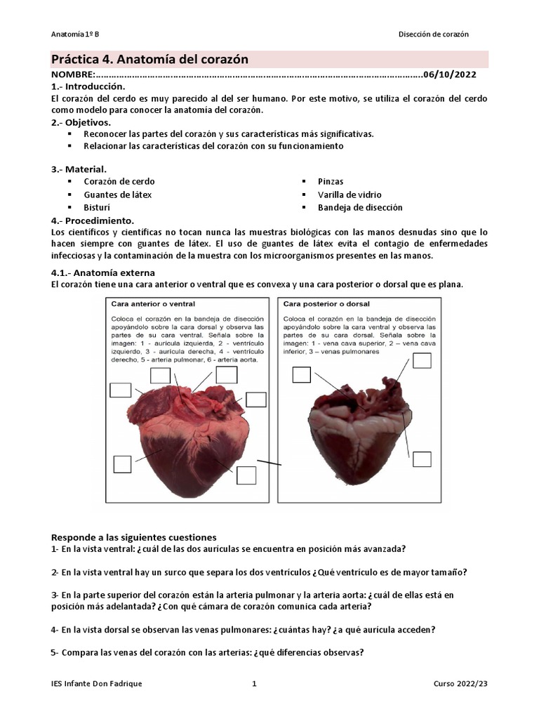 Corazón | PDF | Ventrículo (corazón) | Corazón