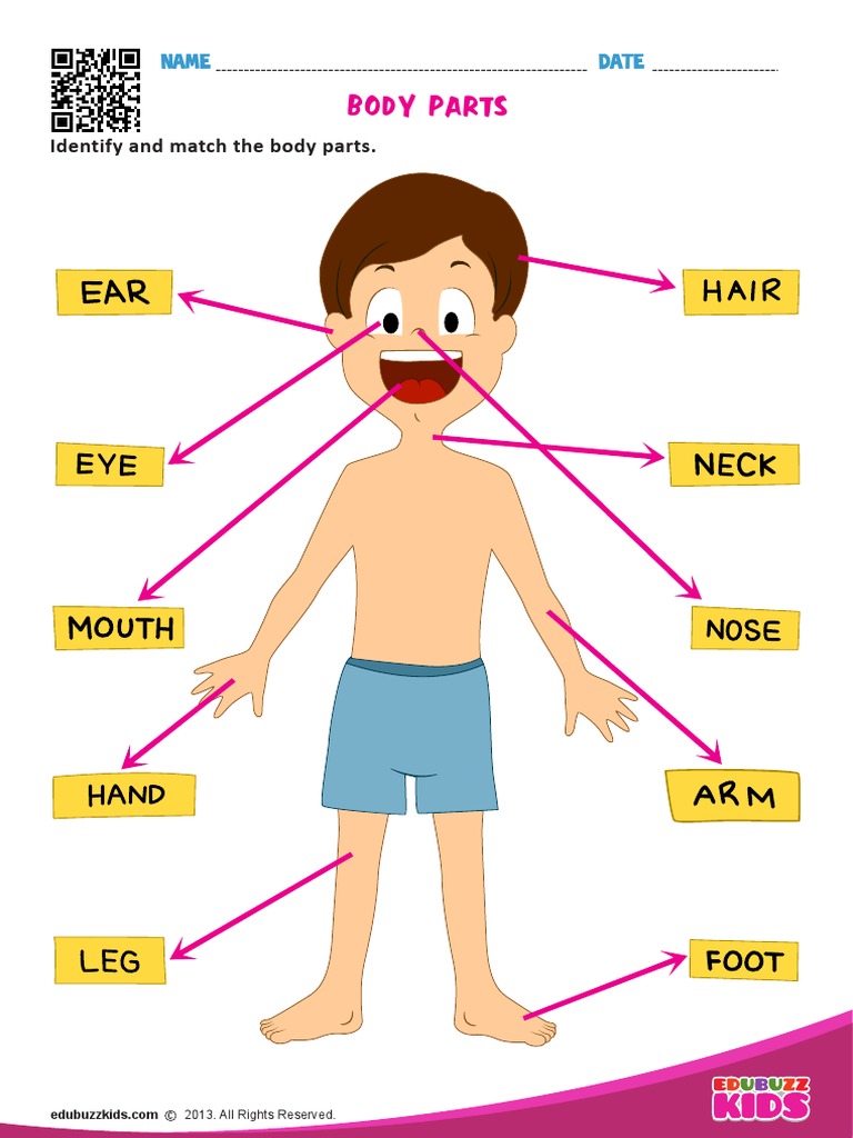 Body Parts Identification Worksheet | PDF
