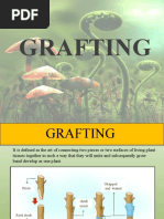 Asexual Propagation by Inarching | PDF | Grafting | Trees