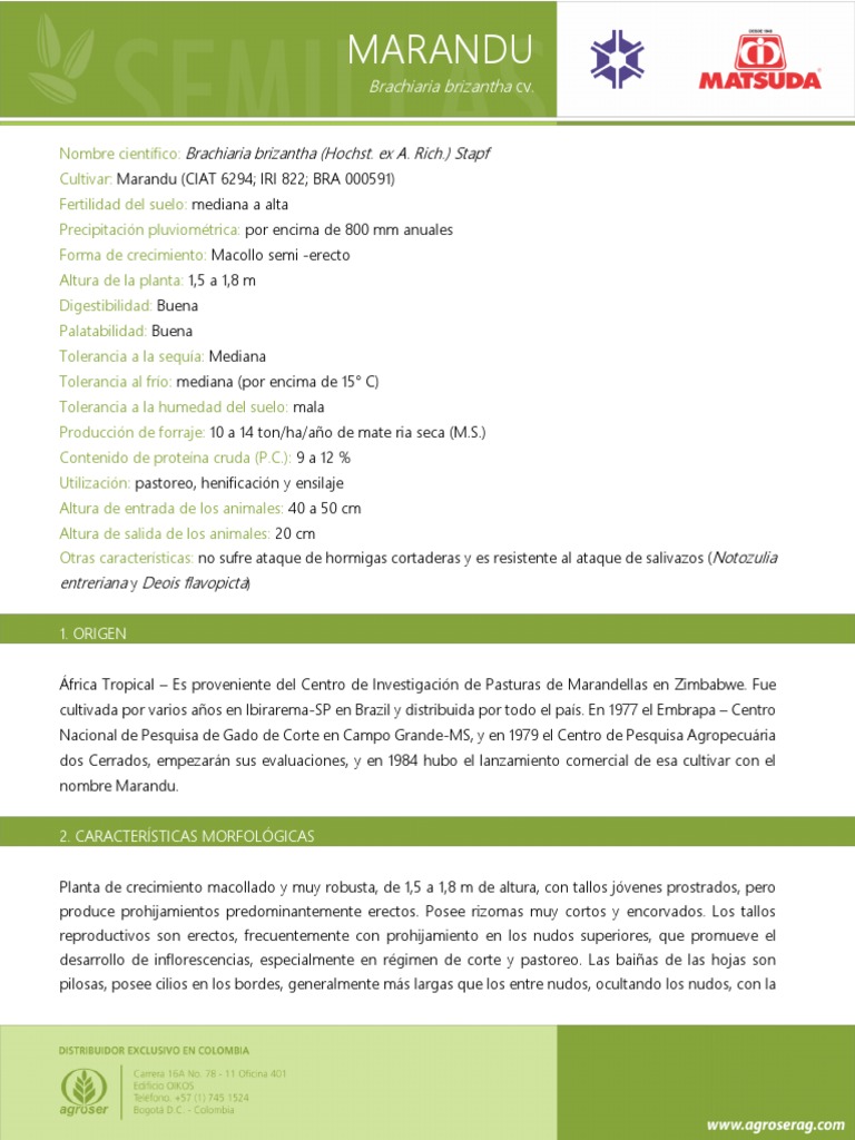 FT Marandu | PDF | Semilla | Pasto